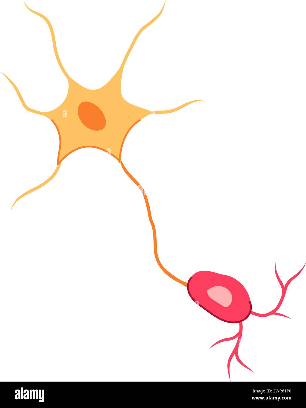 human neurons cartoon vector illustration Stock Vector Image & Art - Alamy human neurons cartoon vector illustration Stock Vector Image & Art - Alamy