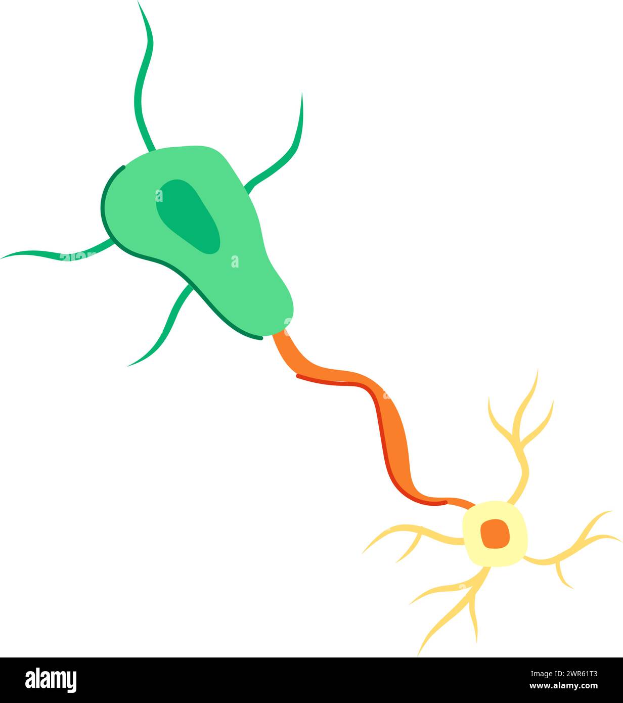 synapse neurons cartoon vector illustration Stock Vector Image & Art - Alamy