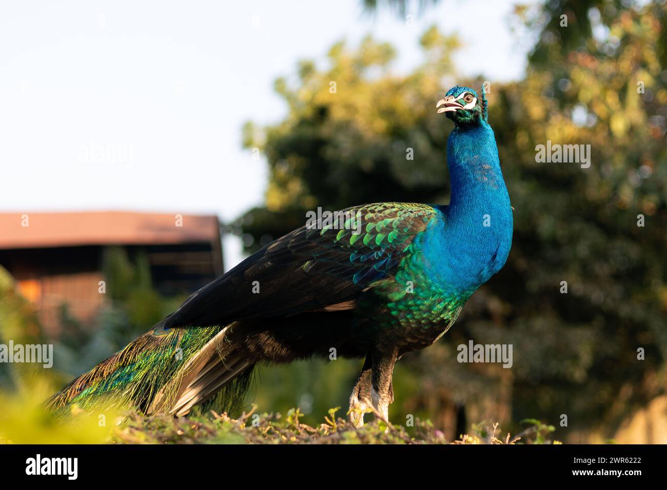 Stunning peacock long colorful tail hi-res stock photography and images ...