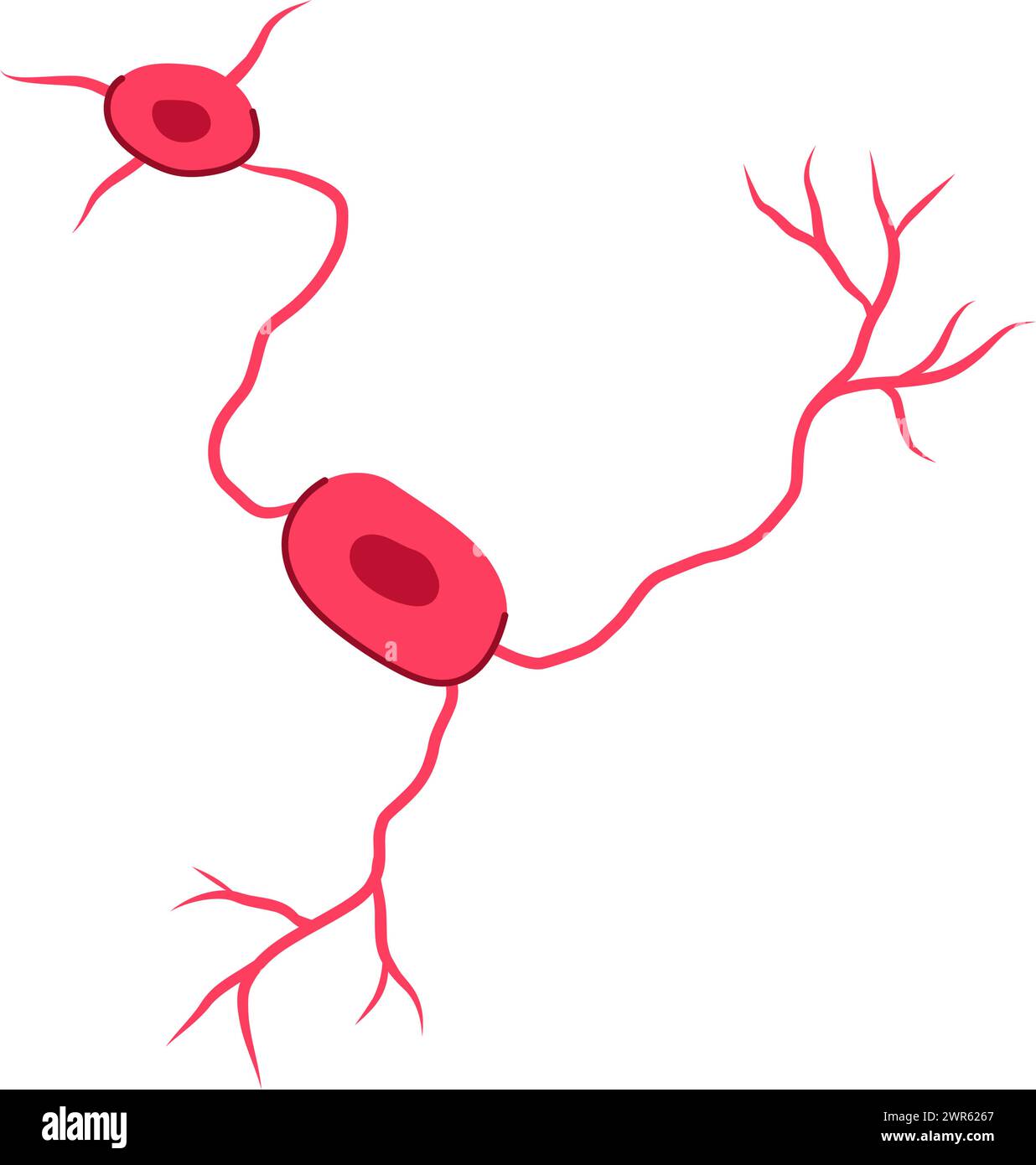 structure neurons cartoon vector illustration Stock Vector Image & Art ... structure neurons cartoon vector illustration Stock Vector Image & Art ...