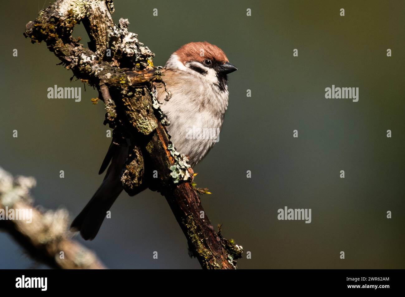 11 March 2024, Baden-Württemberg, Rottweil: A tree sparrow clings to a ...