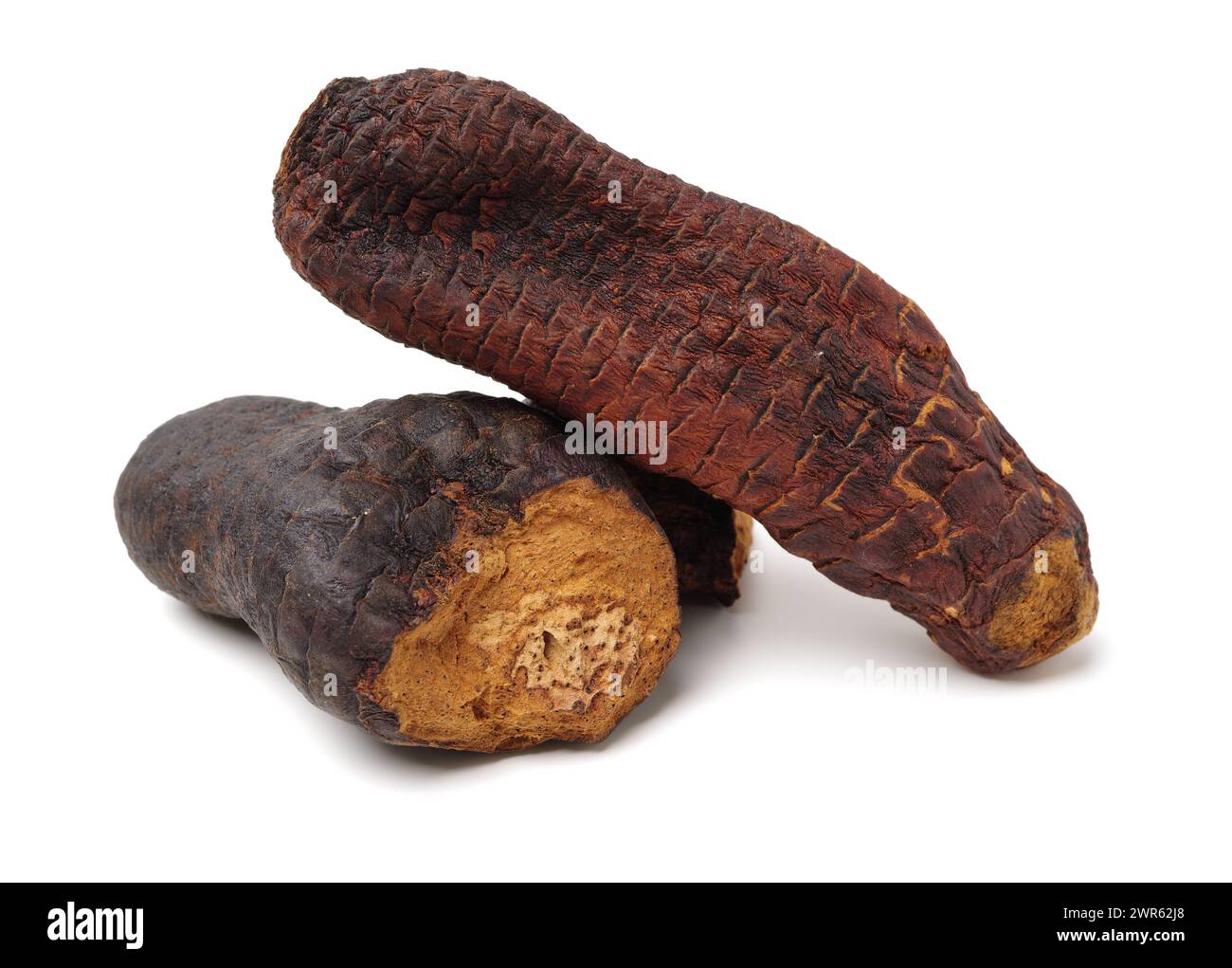 Cistanche deserticola on white background Stock Photo - Alamy