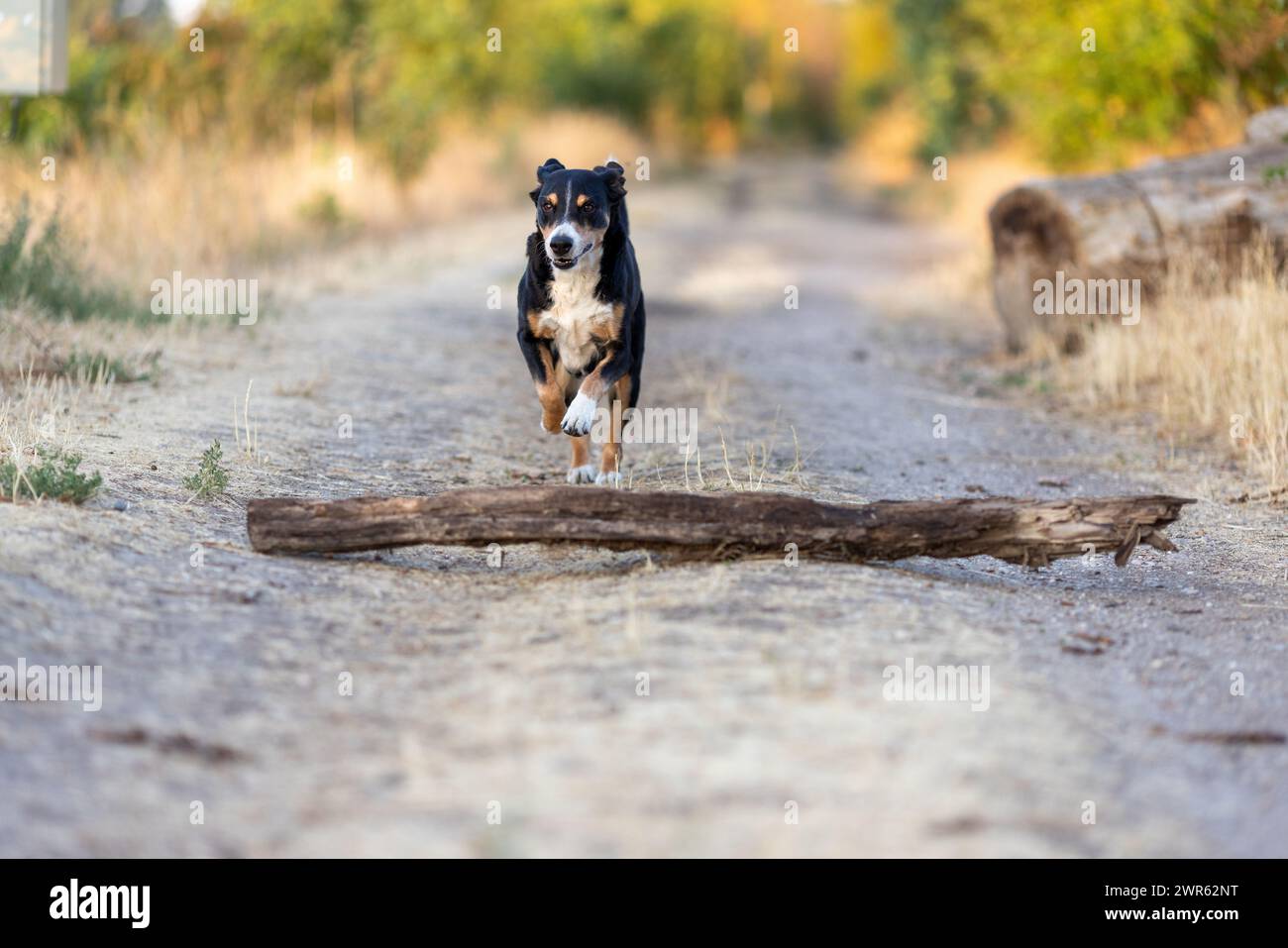 dog is jumping over a large tree trunk in the forest, appenzeller ...