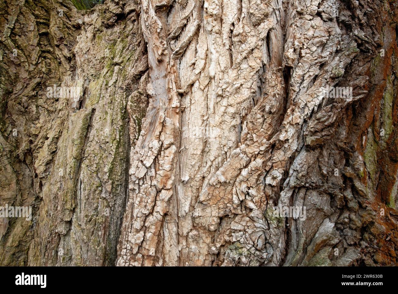 Poplar bark hi-res stock photography and images - Alamy