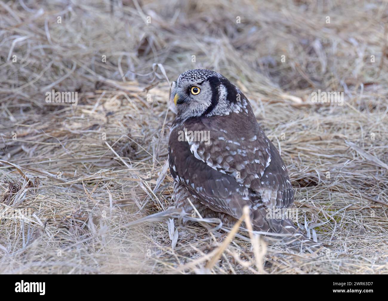 Northern Hawk-Owl hunting from the ground in a Canadian winter Stock ...
