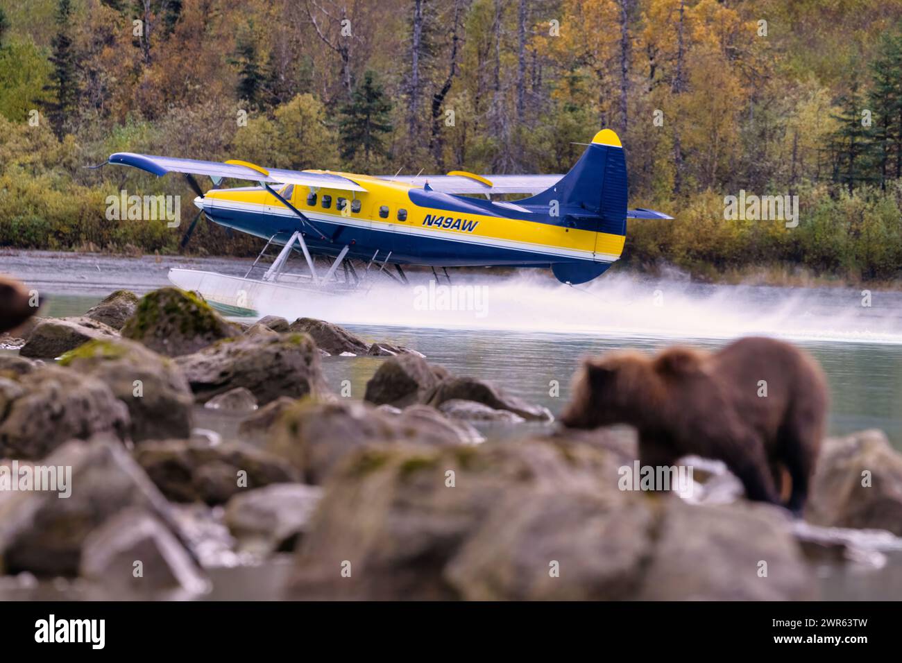 Alaskan Brown Bear (Ursus horribilis) strolls along the shore of Lake ...