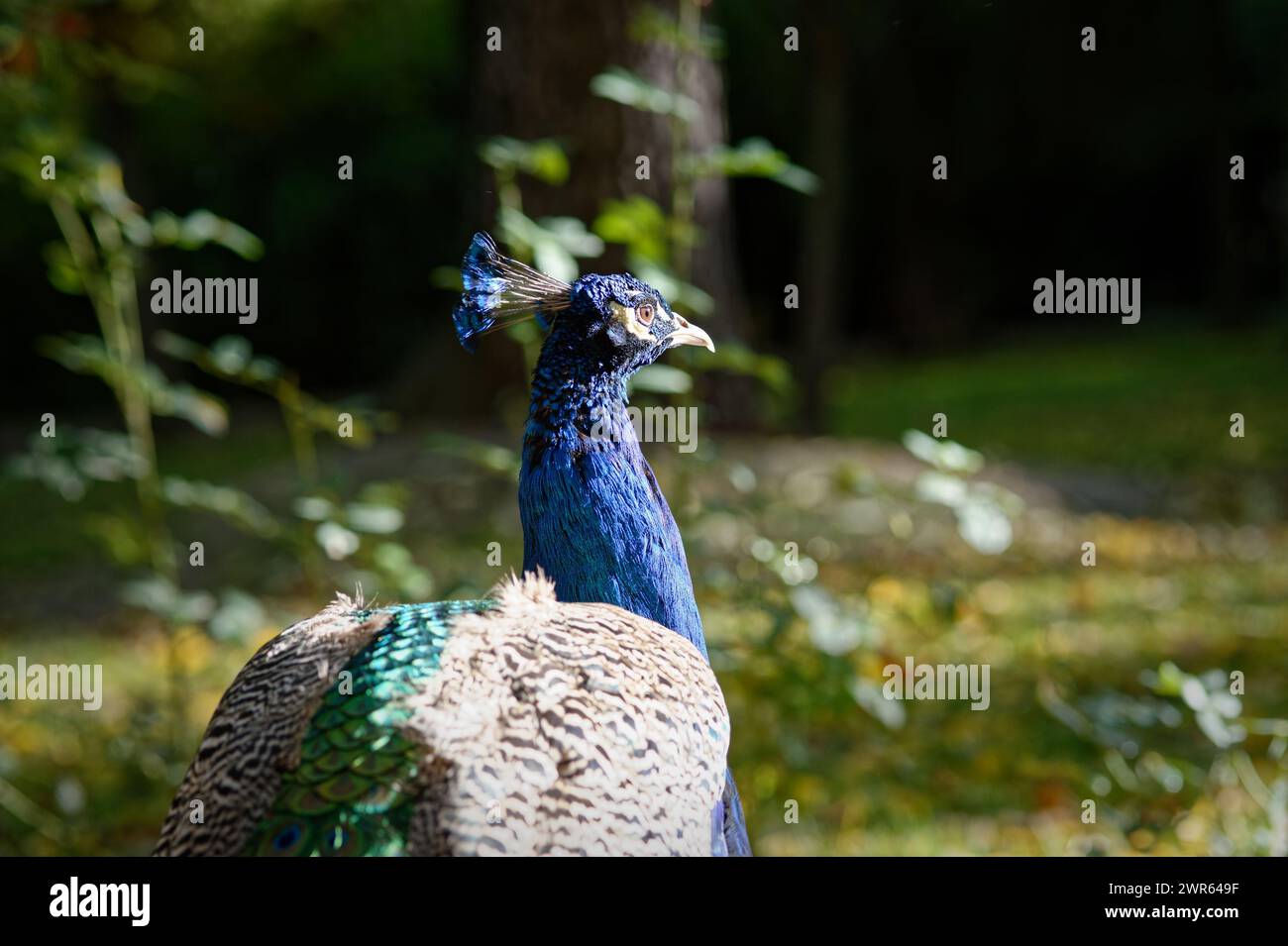 Rear view peacock hi-res stock photography and images - Alamy