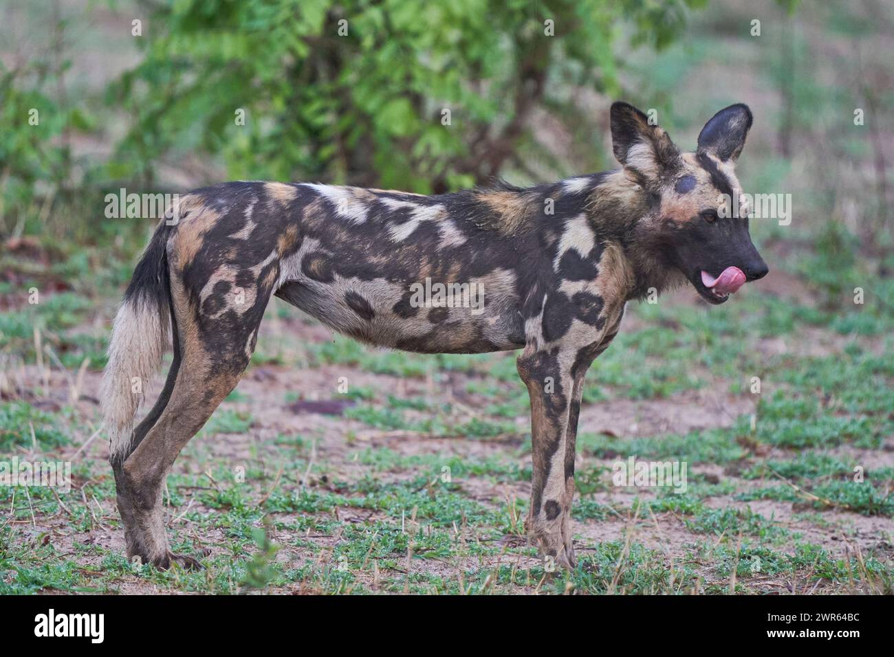 African Wild Dog (Lycaon pictus) on the prowl looking for prey in South ...