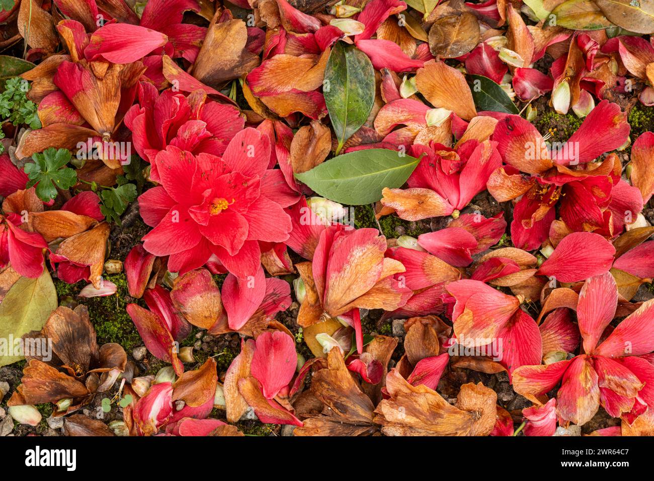 Fallen for freedom hi-res stock photography and images - Alamy