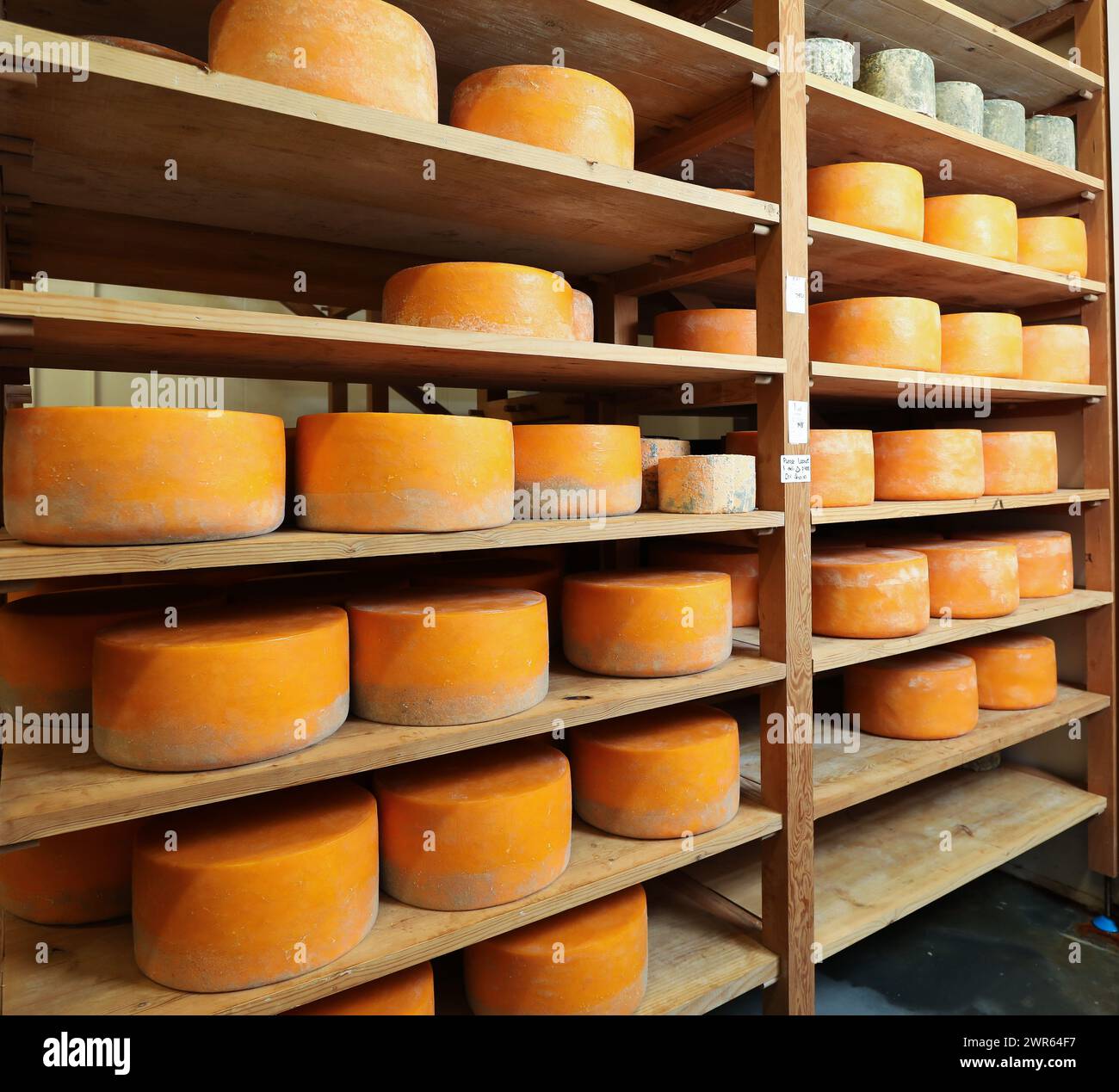 Cheese on shelves at a cheese factory warehouse Stock Photo - Alamy