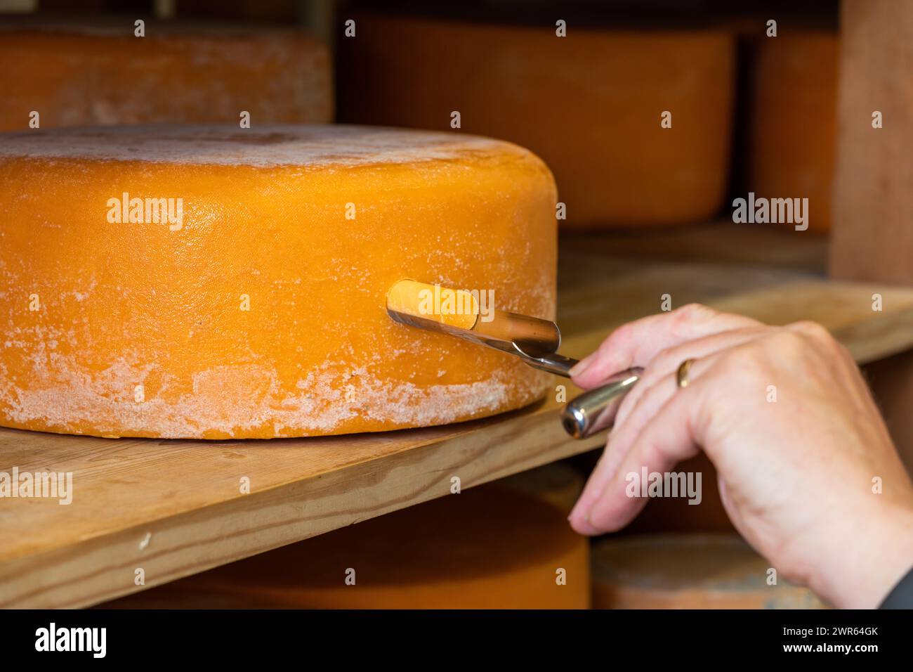 Taking a sample from a cheese on a shelf at a cheese factory warehouse ...