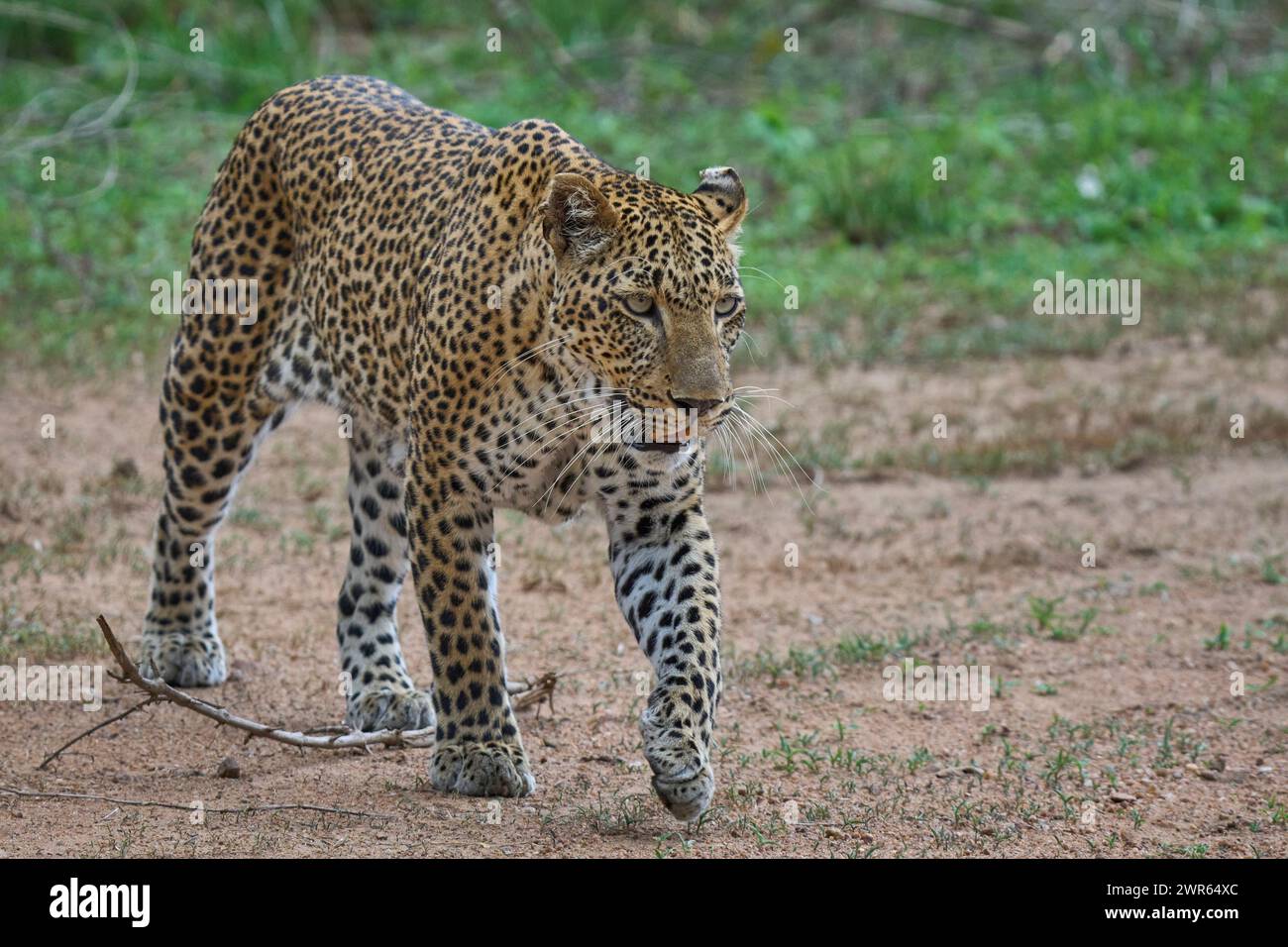 Female Leopard (Panthera pardus) hunting in South Luangwa National Park ...