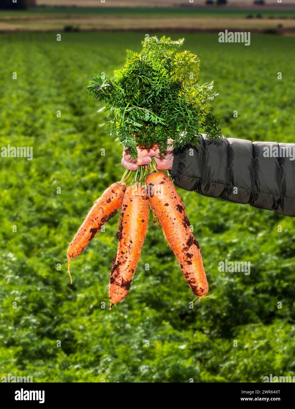 A hand holding fresh organic carrots taken from a field still covered ...