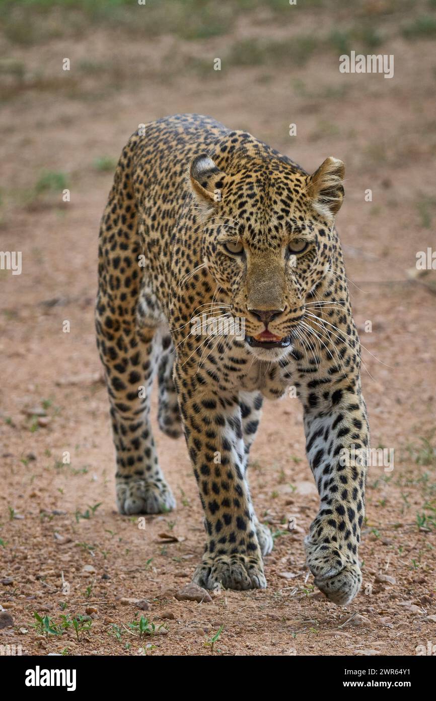 Female Leopard (Panthera pardus) hunting in South Luangwa National Park ...