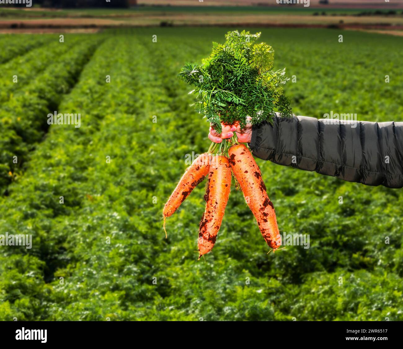 A hand holding fresh organic carrots taken from a field still covered ...