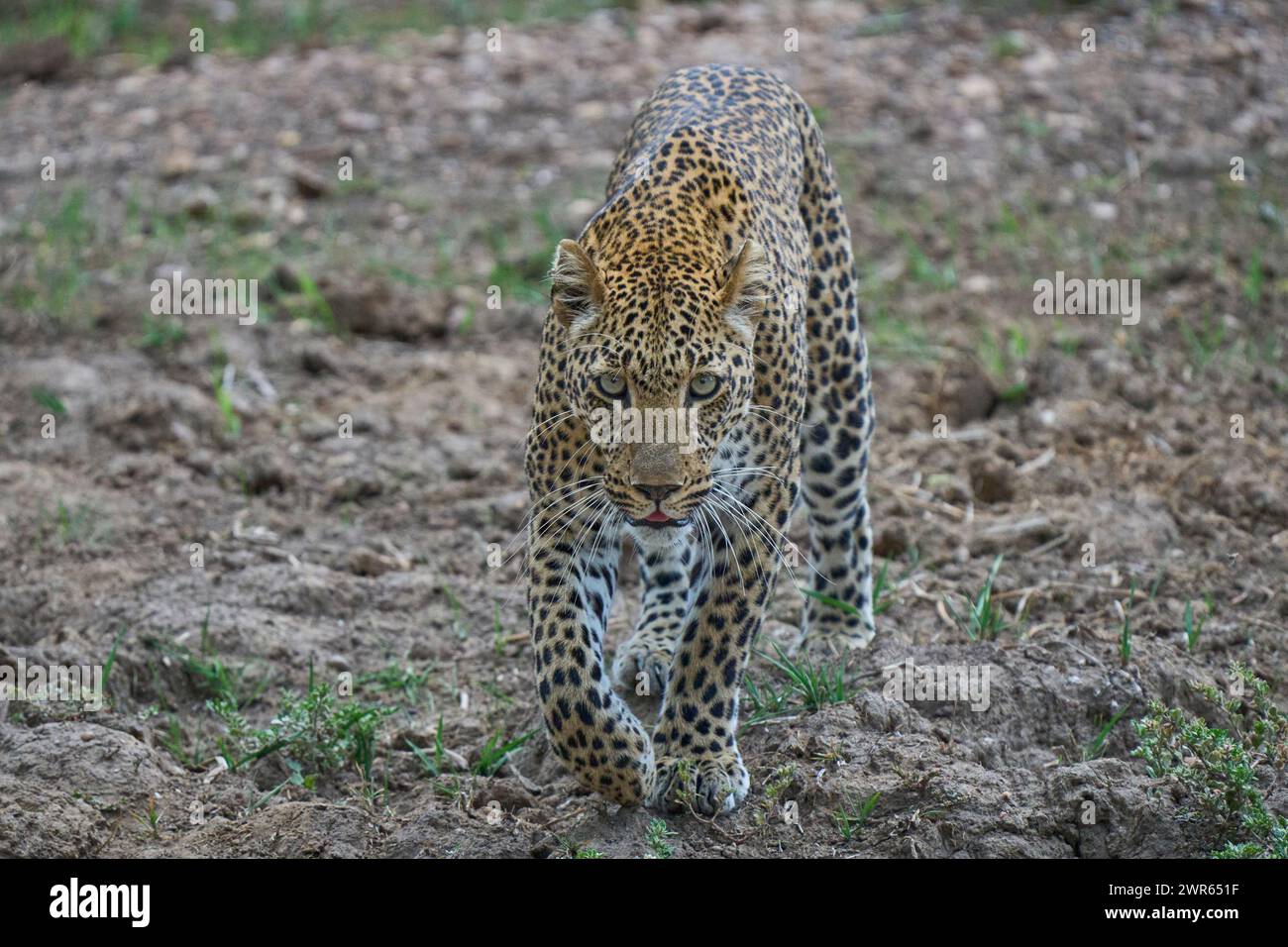 Female Leopard (Panthera pardus) hunting in South Luangwa National Park ...