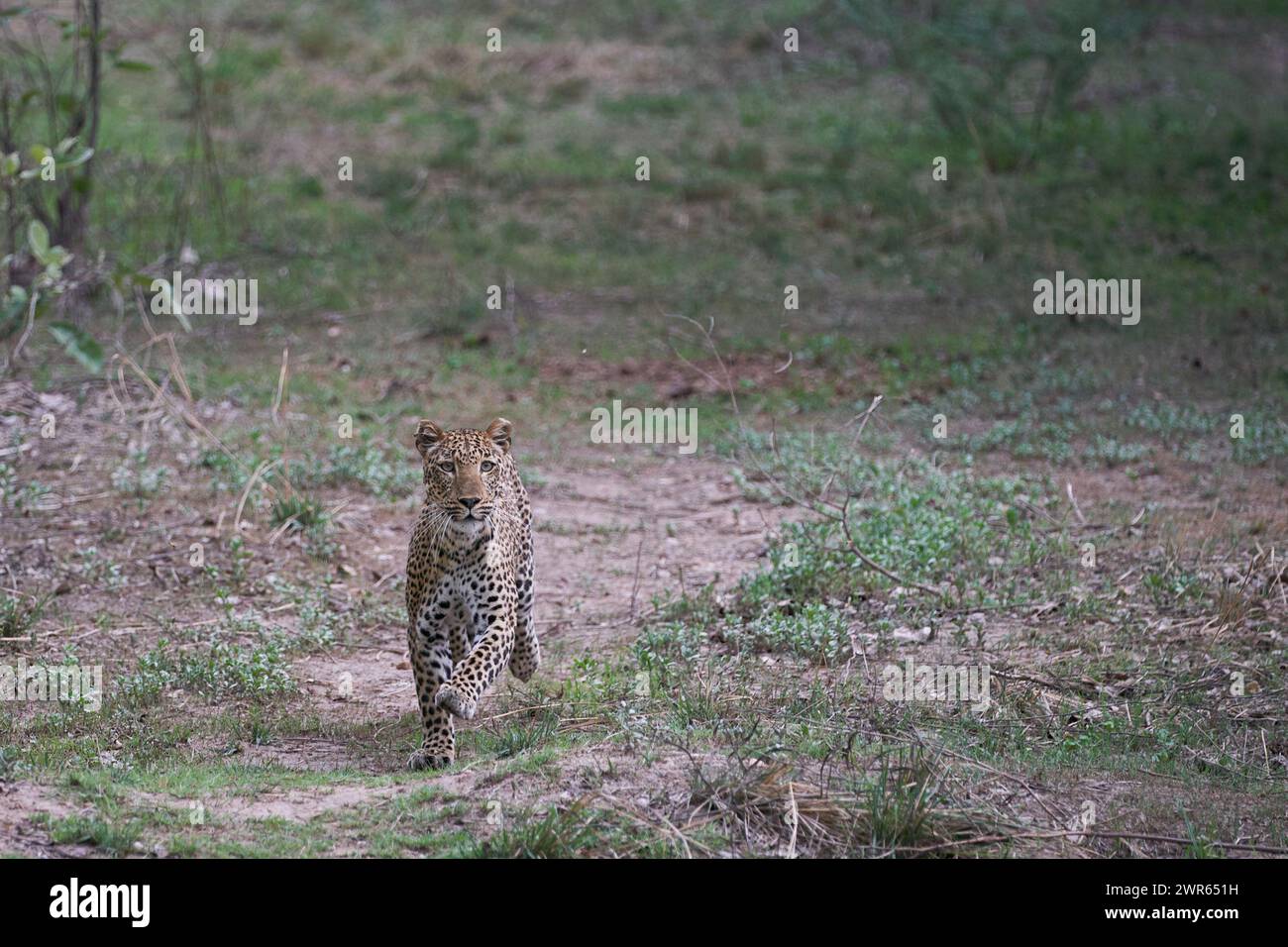 Female Leopard (Panthera pardus) hunting in South Luangwa National Park ...