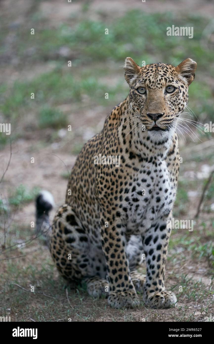 Female Leopard (Panthera pardus) hunting in South Luangwa National Park ...