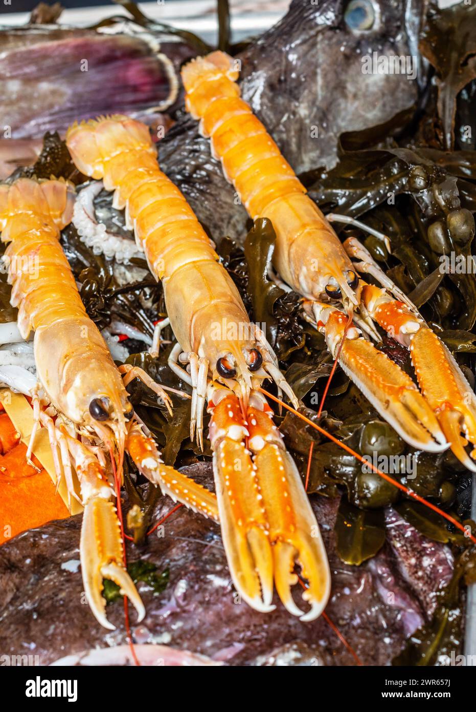 Fresh Scottish langoustines seafood Stock Photo - Alamy