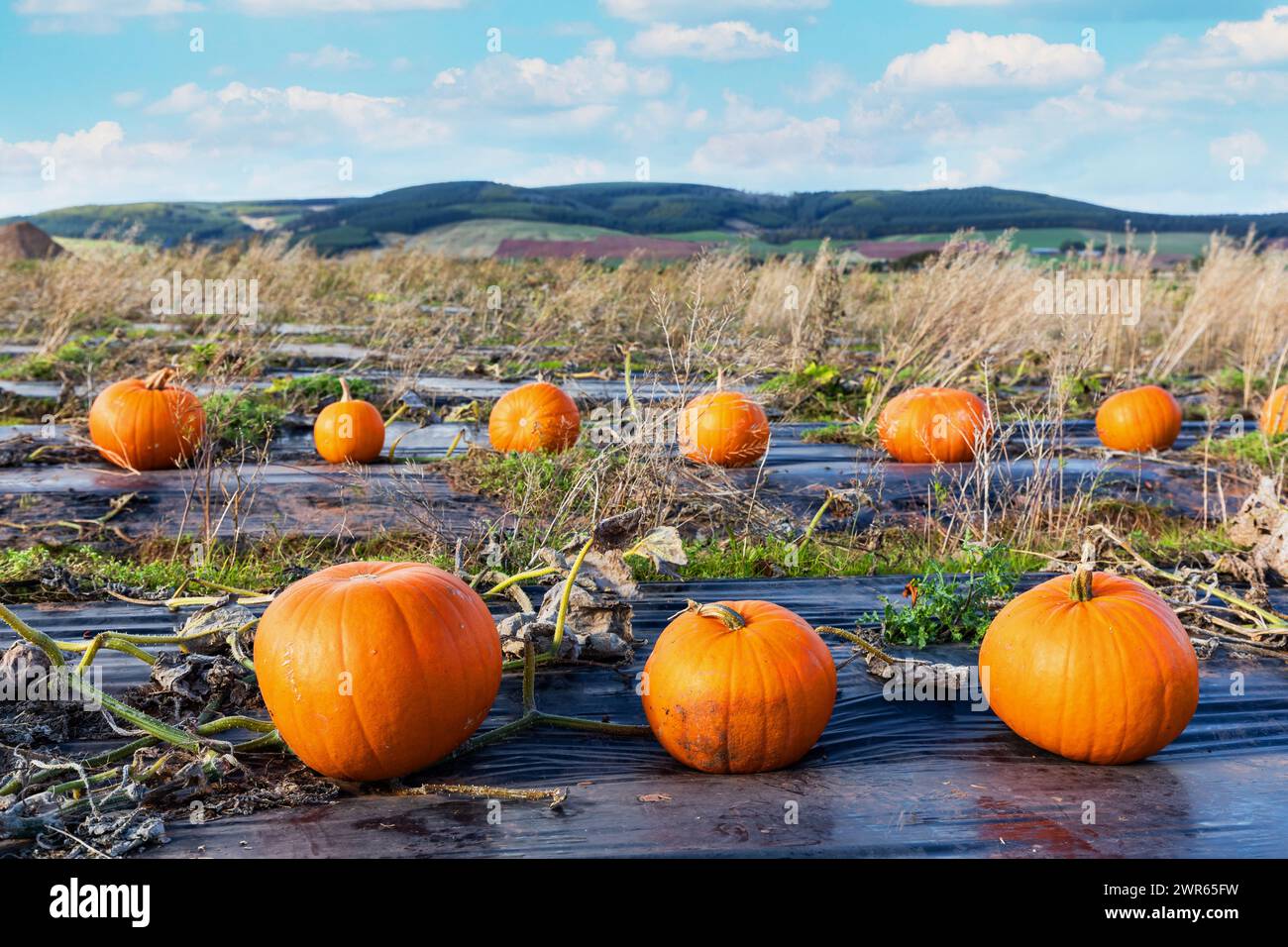 Pumpkins in pumpkin field hi-res stock photography and images - Alamy