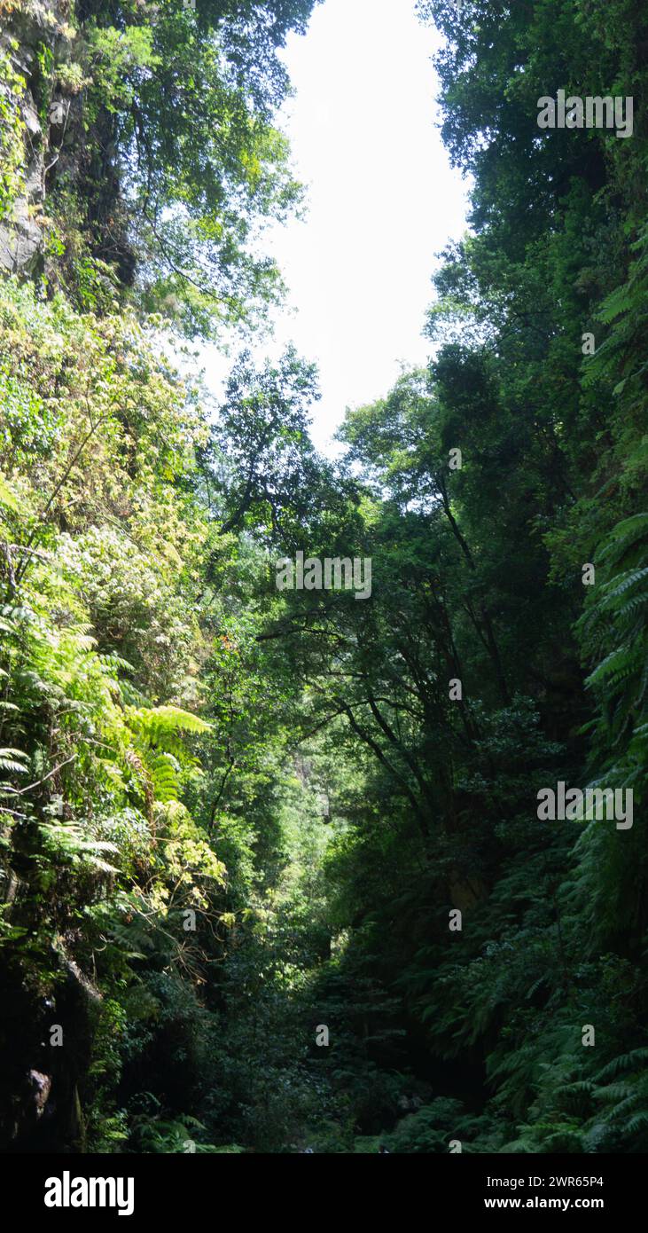 Lush green forest canopy sunlight hi-res stock photography and images - Alamy