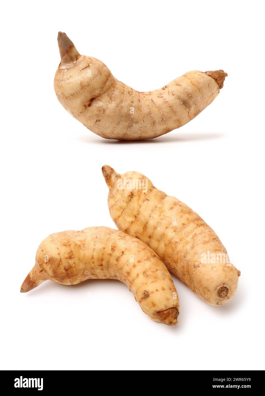 Fresh Gastrodia elata blume on white background Stock Photo - Alamy