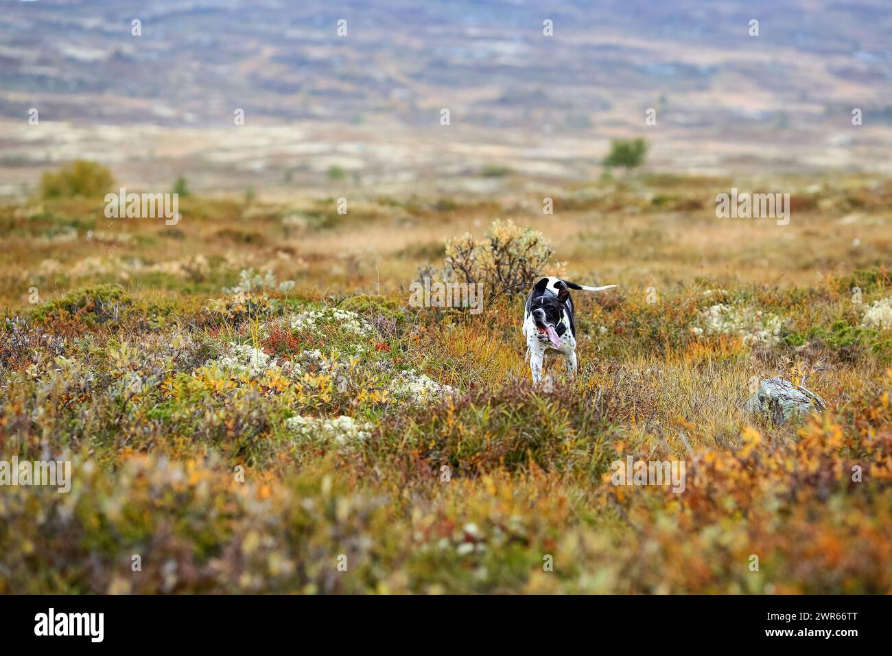 Dog english pointer hunting in the mountains in Norway Stock Photo - Alamy
