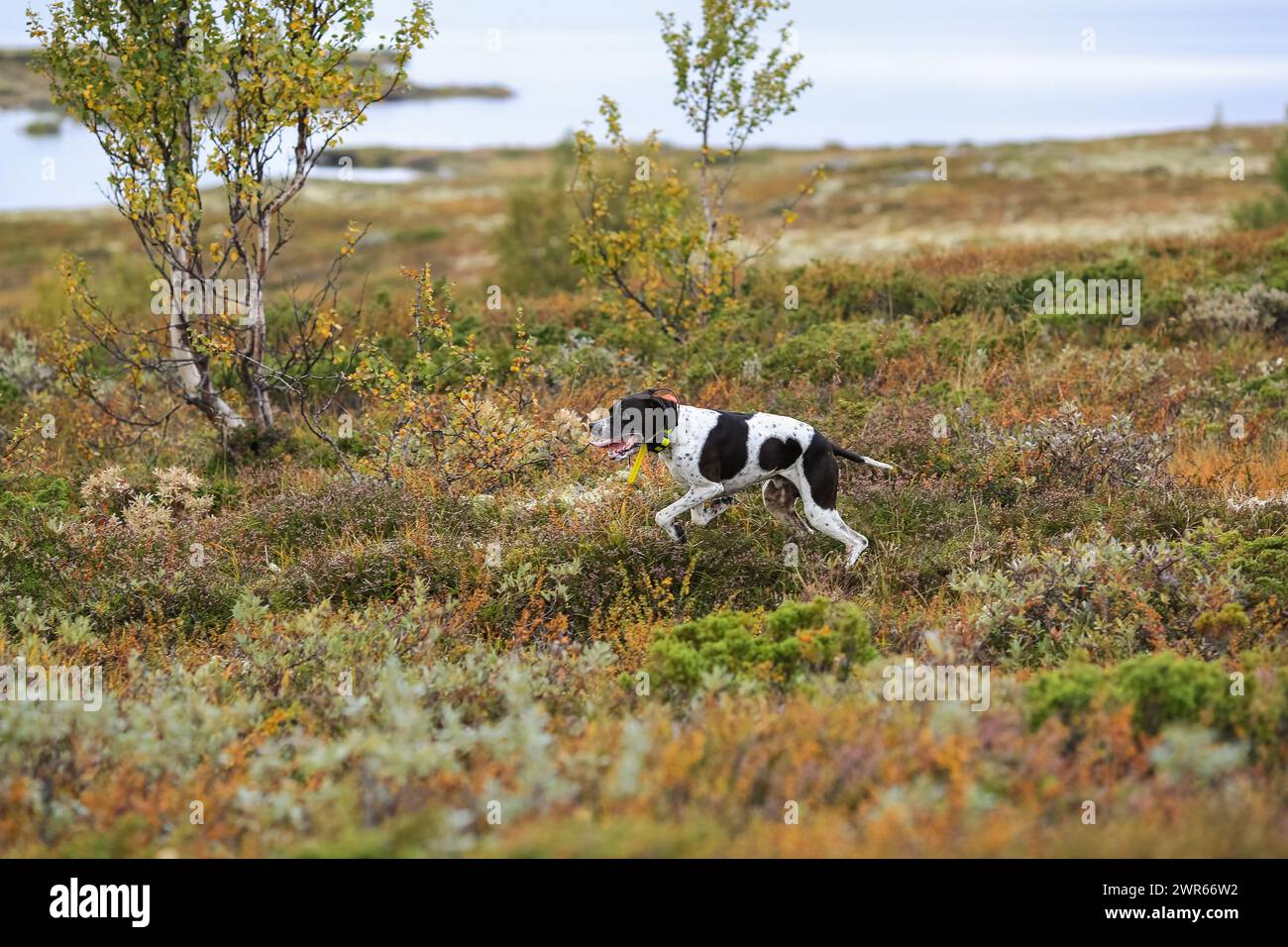 Dog english pointer hunting in the mountains in Norway Stock Photo - Alamy