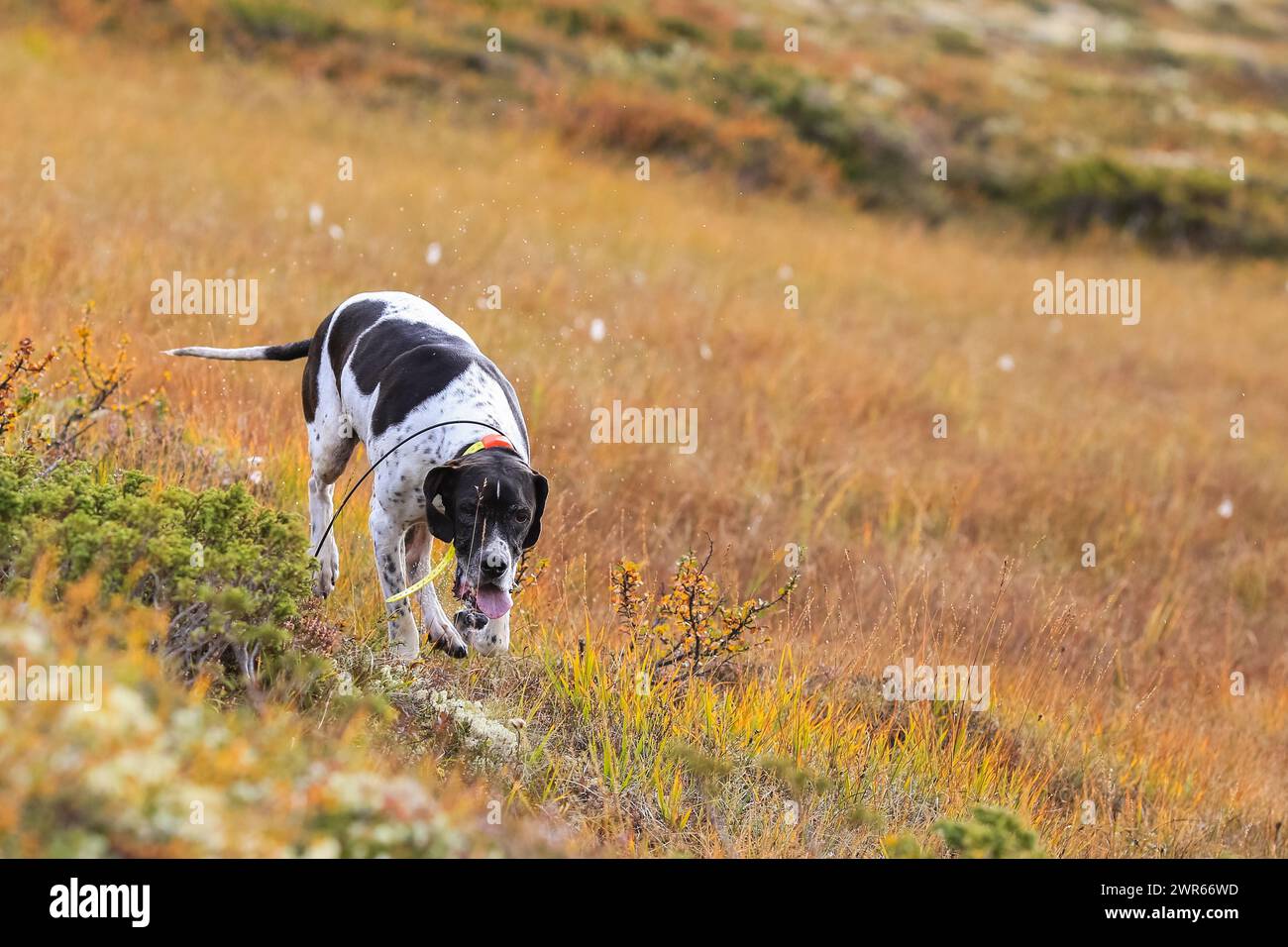 Dog english pointer hunting in the mountains in Norway Stock Photo - Alamy