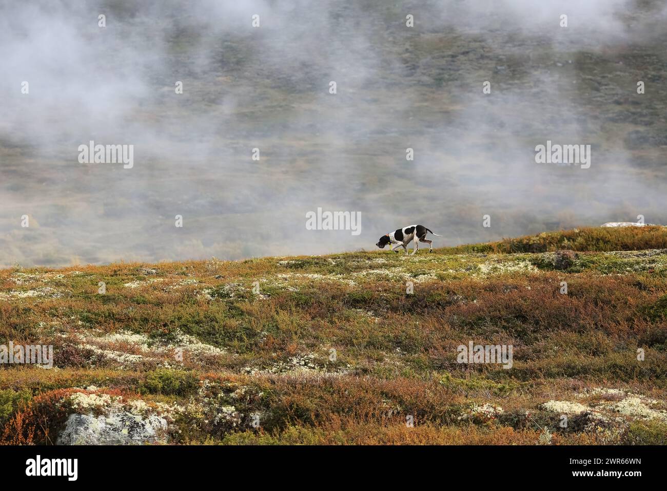 Dog english pointer hunting in the mountains in Norway Stock Photo - Alamy