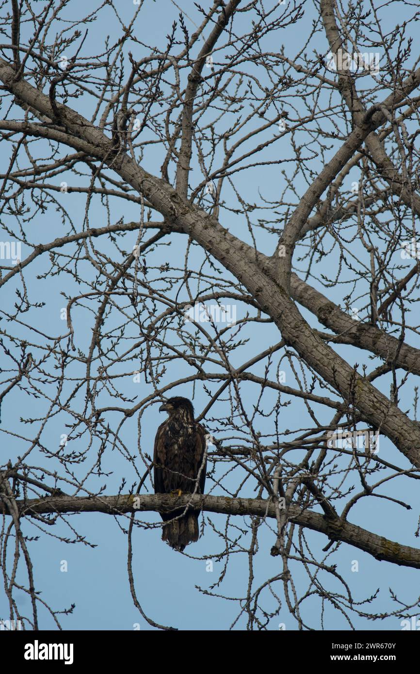 Juvenile bald eagle perched in tree in vertical image Stock Photo - Alamy