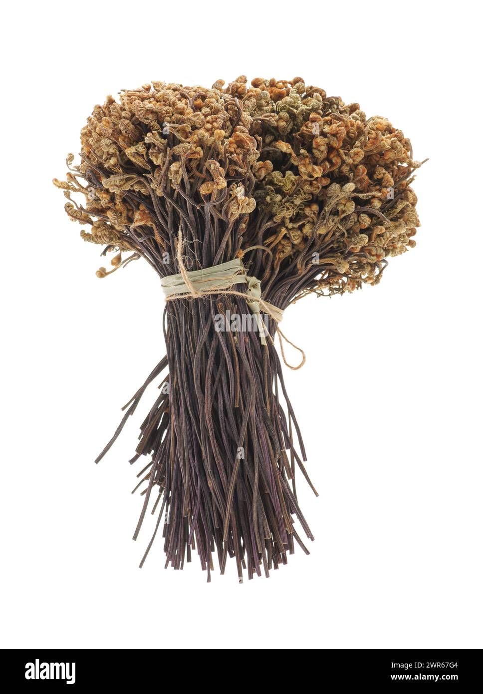 Dry fern bracken on white background Stock Photo - Alamy