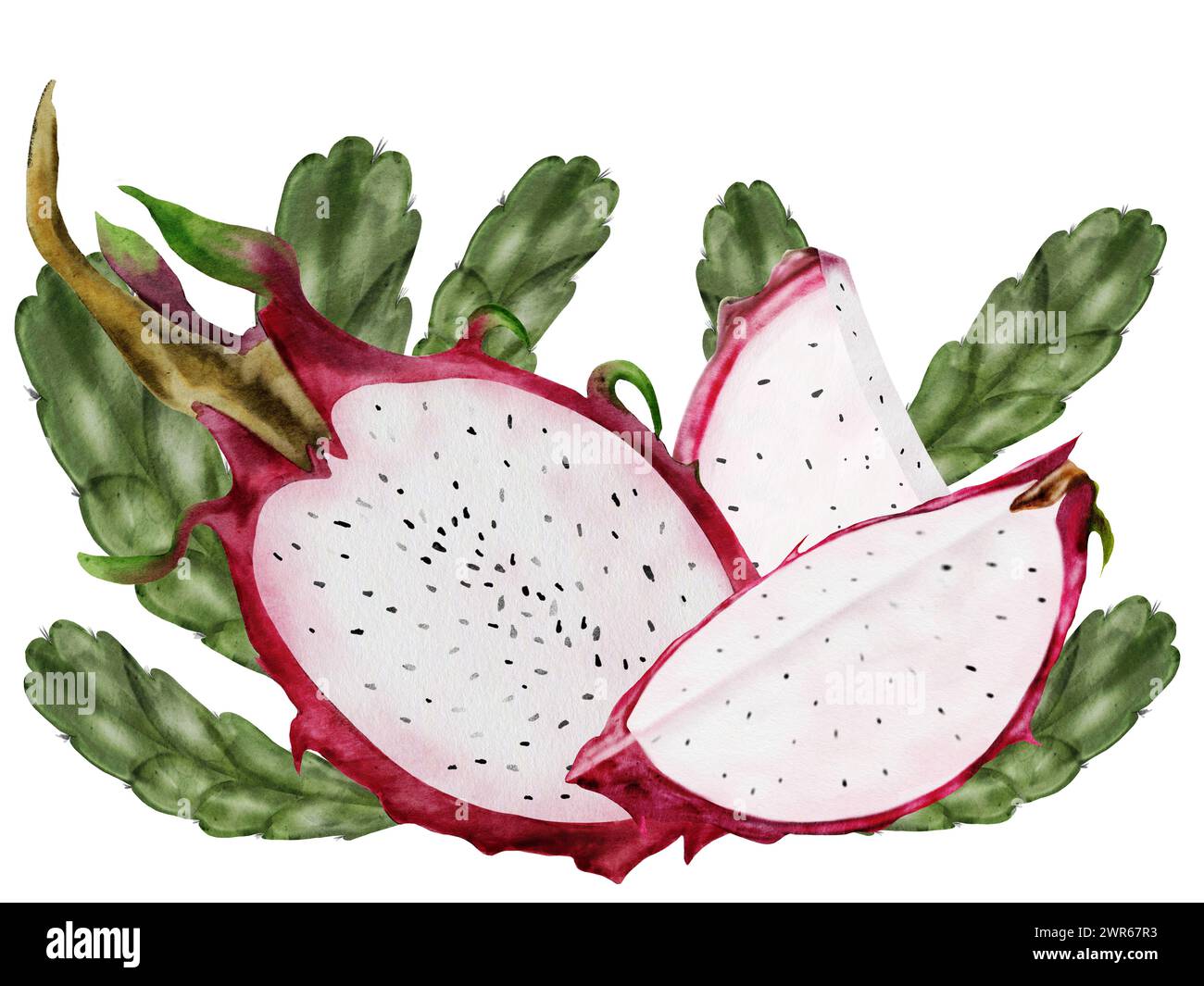 Dragon fruit botanical hi-res stock photography and images - Alamy
