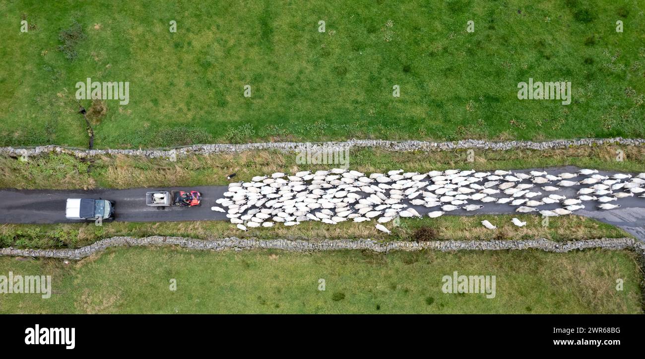Drone shot of a farmer moving a flock of sheep down a country lane in ...