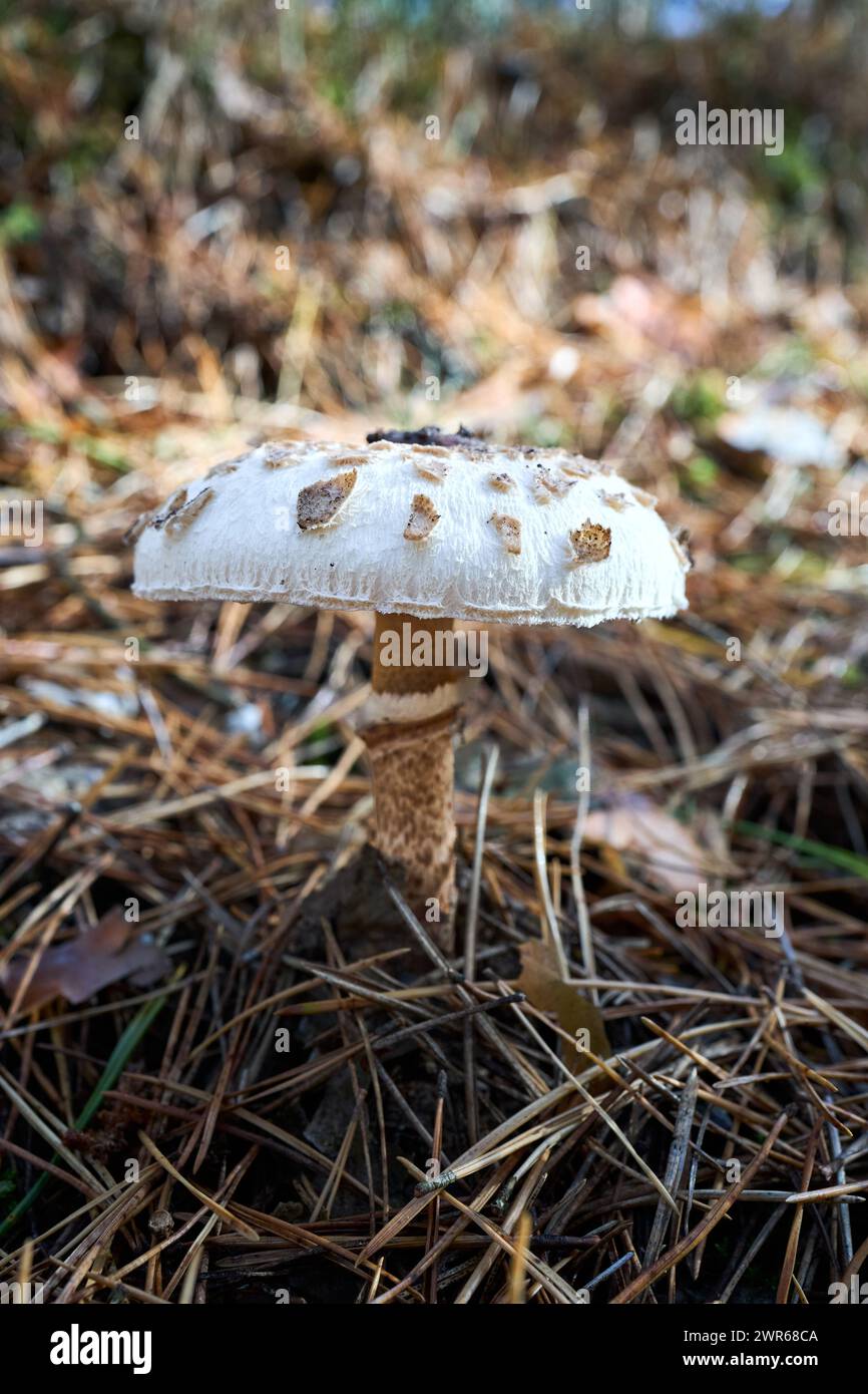 Macrolepiota procera or parasol mushroom basidiomycetes fungus with a ...