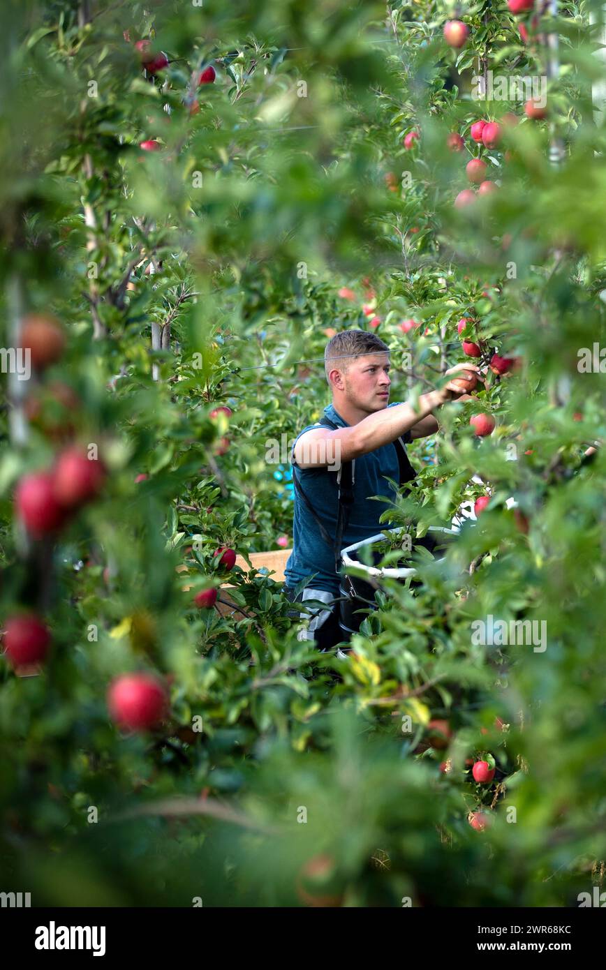 Red british gala apple hi-res stock photography and images - Alamy