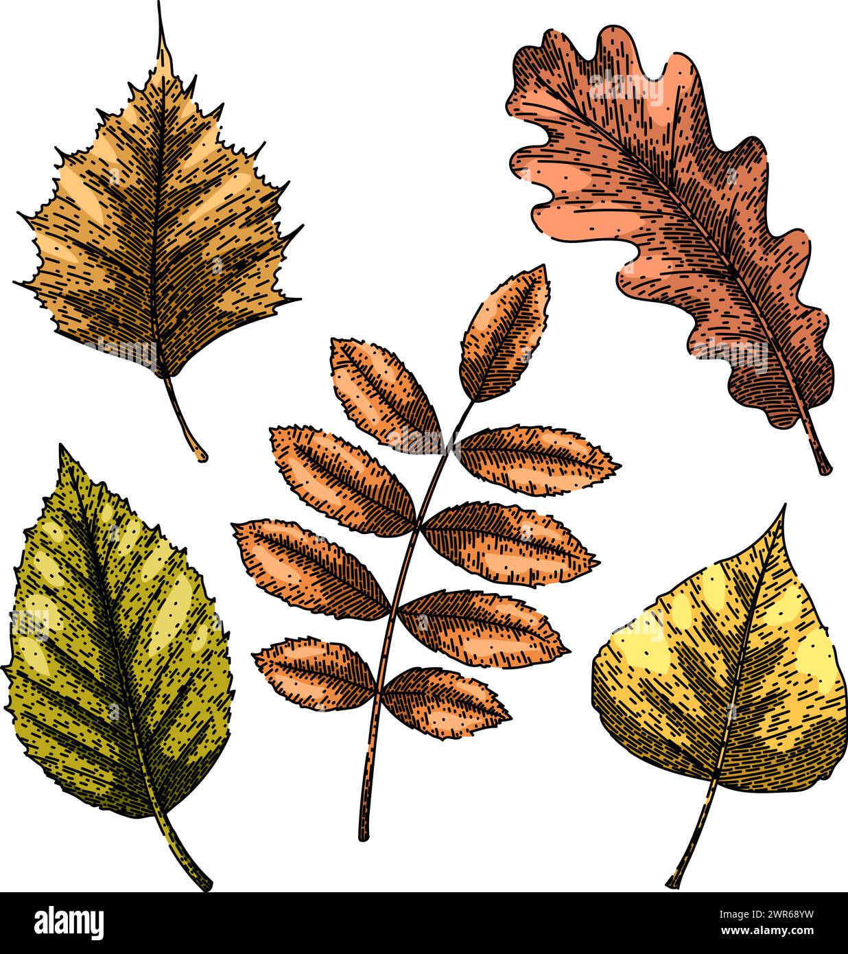 autumn leaf set sketch hand drawn vector Stock Vector Image & Art - Alamy