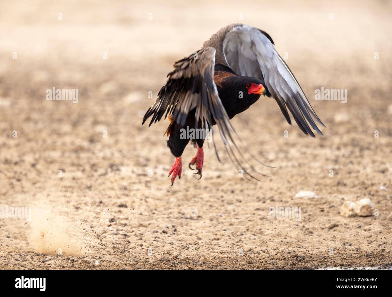 Bateleur eagle flying in hi-res stock photography and images - Alamy