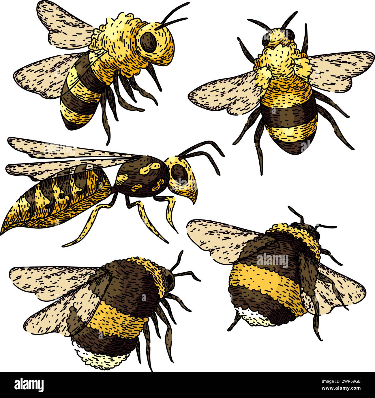 bee set sketch hand drawn vector Stock Vector Image & Art - Alamy