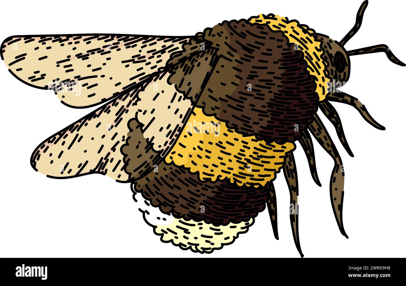 vintage bee sketch hand drawn vector Stock Vector Image & Art - Alamy
