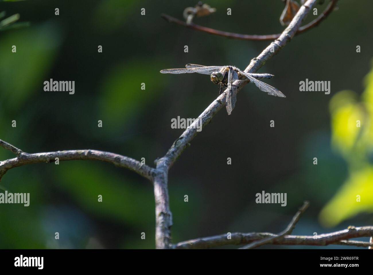 Slender body structure hi-res stock photography and images - Alamy