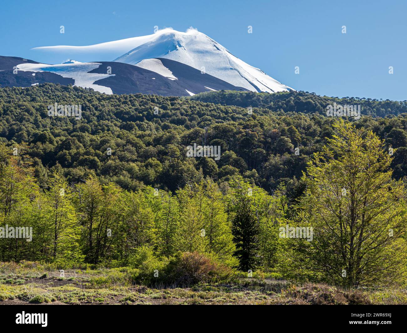 Volcano Llaima seen from lake Conguillio, Conguillio National Park ...