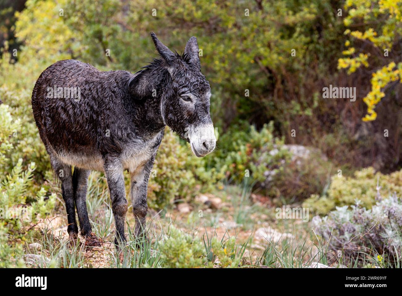 Mallorcan donkey hi-res stock photography and images - Alamy