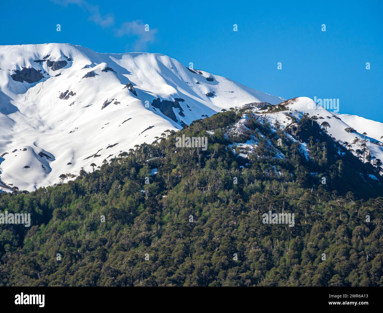 Araucaria forest on hills at lake Conguillio, Conguillio National Park ...