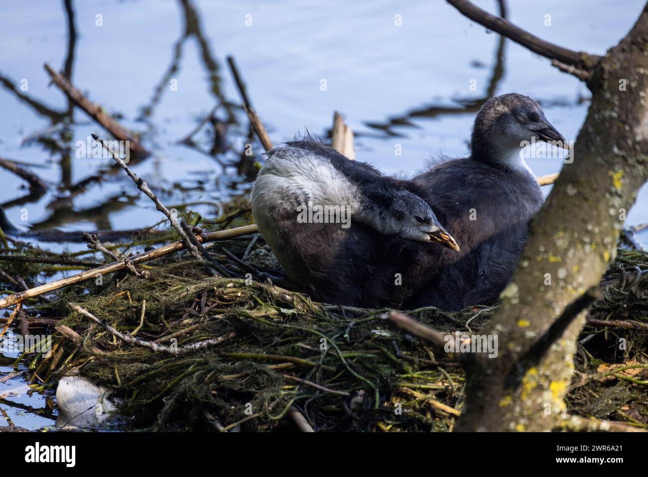 Two young coots, known as Fulica atra, are nestled comfortably in their ...
