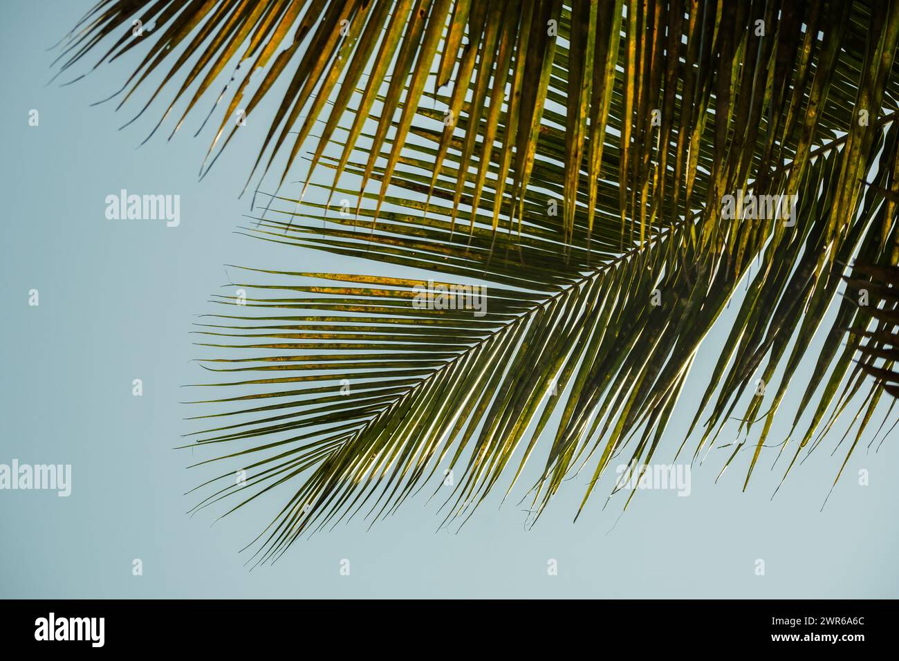 Coconut Palm Tree leaves Low angle view. Palm tree leaves against blue ...