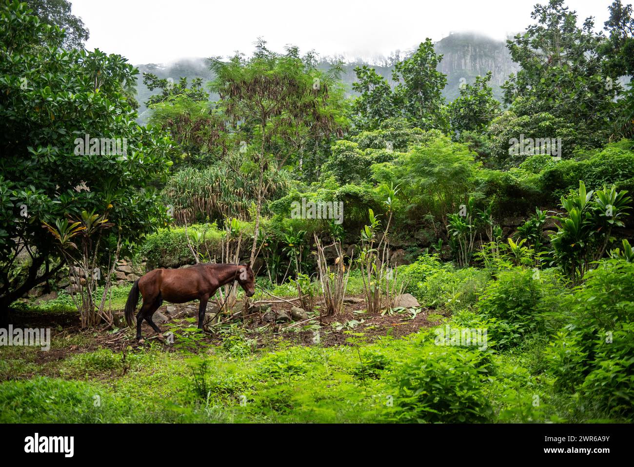 Nuku hiva art hi-res stock photography and images - Alamy