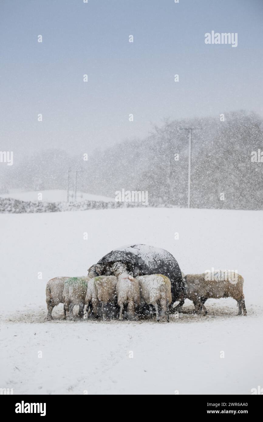 Sheep eating extra hay supplied by farmer during a winter snow storm ...
