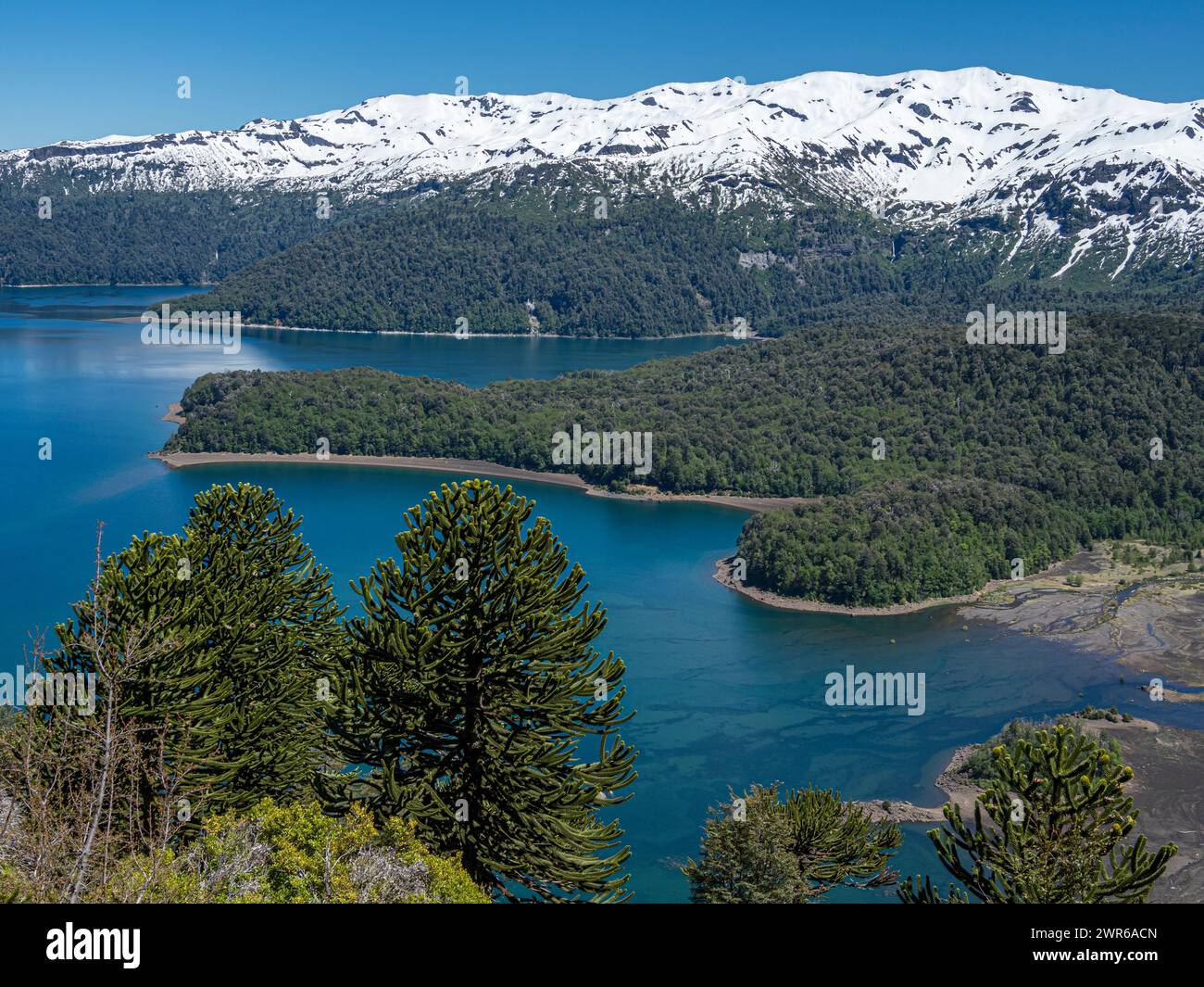 Viewpoint at the Sierra Nevada trail, lake Conguillio, araucaria forest ...