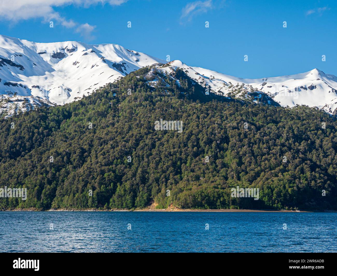 Araucaria forest on hills at lake Conguillio, Conguillio National Park ...
